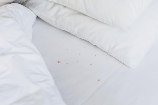 Bed Bug Pictures: Complete Identification Guide (2025) | BedbugPicture.com